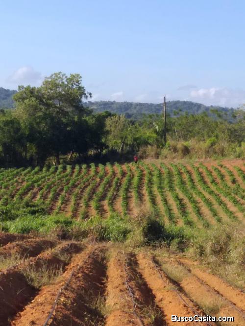 VENDO FINCA EN GUANUMA en República Dominicana
