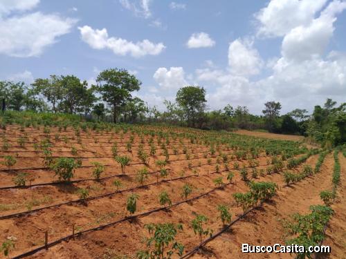 VENDO FINCA EN GUANUMA en República Dominicana